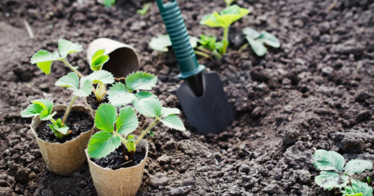 Importancia del trasplante en hortalizas | Al Natural Grow Shop